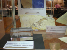 FossNet - FossilienStore - Nürnberger Mineralien- und Fossilienbörse