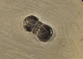 Fossils - FossNet - Fossil Store - Trilobites from the USA