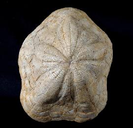 Fossils - FossNet - Fossil Store - Echinites (fossilized sea urchins)