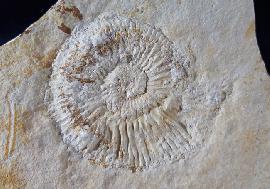 Fossilien - FossNet - FossilienStore - Solnhofen Ammoniten ...