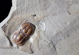 Fossilien - FossNet - FossilienStore - Trilobiten aus USA (Asaphiscus ...