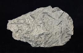 Fossilien - FossNet - FossilienStore