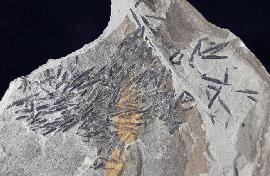 Fossilien - FossNet - FossilienStore