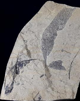 Fossilien - FossNet - FossilienStore - Fossile Pflanzen