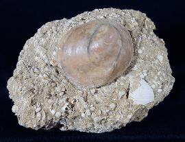 Fossilien - FossNet - FossilienStore - Fossile Schnecken