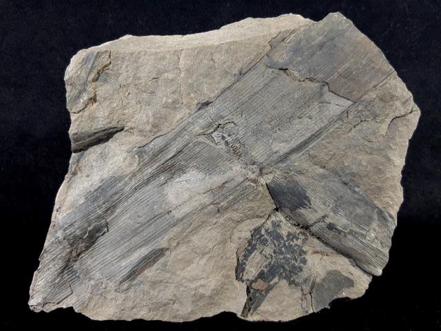 Calamites sp. BRONGNIART 1828 - Fossilien - FossNet - Artikelansicht ...