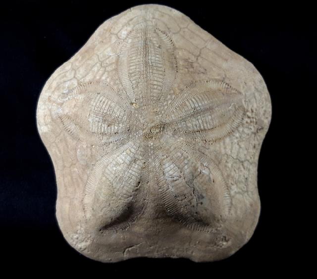 Fossils - FossNet - View Article FN 5325 - Clypeaster modenai (LOVISATO ...